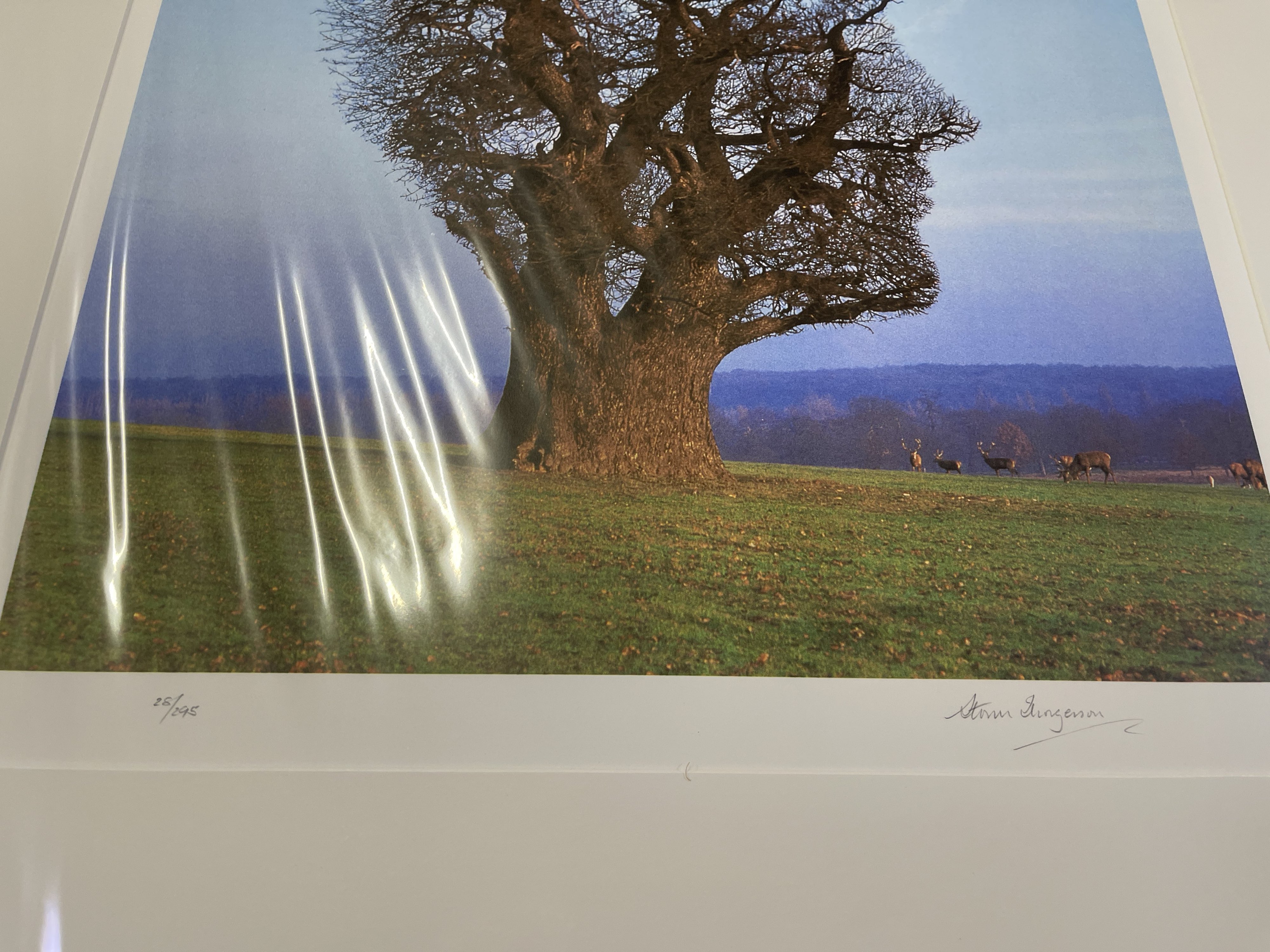 Lot 295 - PINK FLOYD / STORM THORGERSON TREE OF HALF